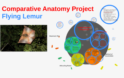 Comparative Anatomy Project by Markenzie Papalefler on Prezi