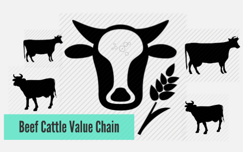 Beef Cattle Value Chain by yousra fadol on Prezi