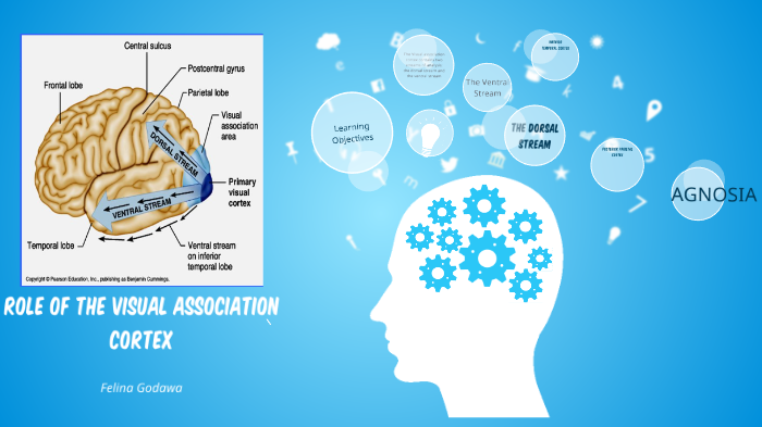 Role of the Visual Association Cortex by felina godawa on Prezi