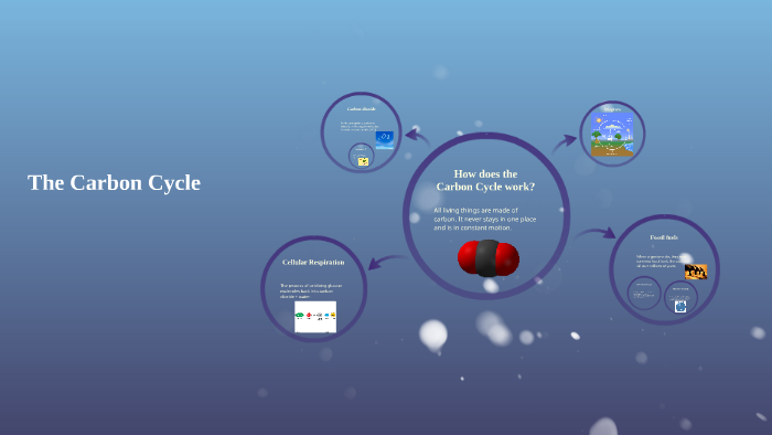 The Carbon Cycle by Keyshawn Burrell-Campbell on Prezi