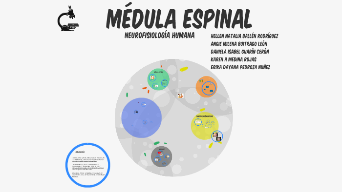MÉDULA ESPINAL by natalia rodriguez on Prezi