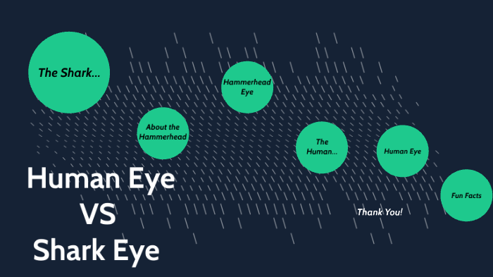 Shark vs Human Eye Anatomy by brennen ruddell on Prezi