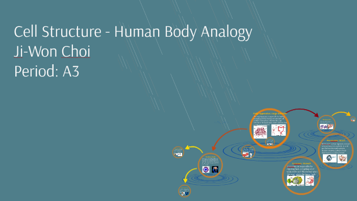 Cell Structure - Human Body Analogy by on Prezi