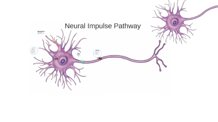 Neuron Pathway by Neal Tinaikar on Prezi