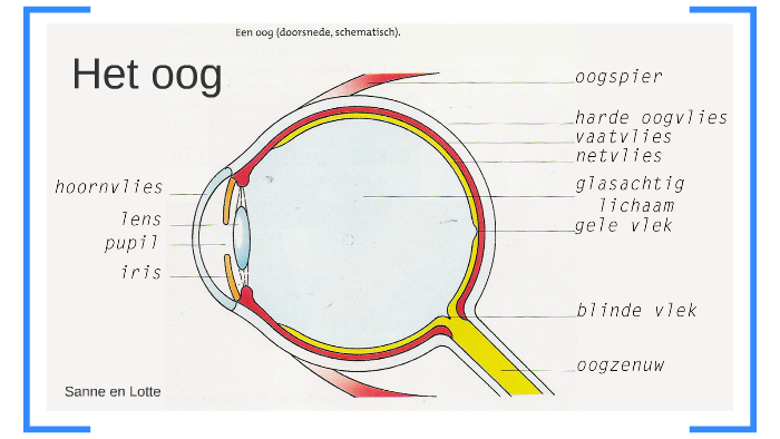 Het oog by lotte steenbeek on Prezi