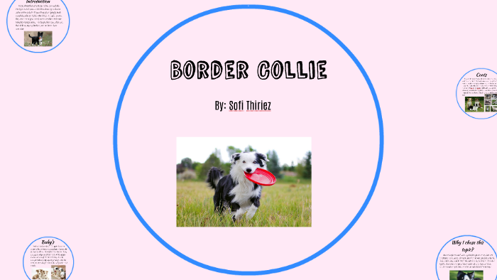 Border Collie by Jean Jacques Thiriez on Prezi