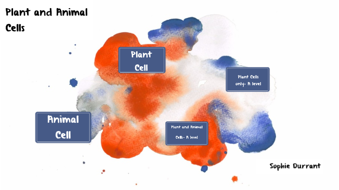 Cell Structure by Sophie Durrant on Prezi