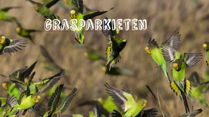 grasparkieten spreekbeurt by daniel osten on Prezi