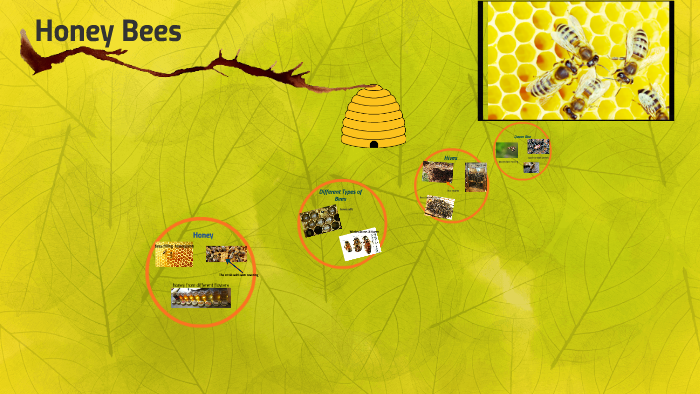 Honey Bees by cece Tait on Prezi