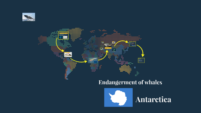 The affects of Climate Change on Whales by on Prezi