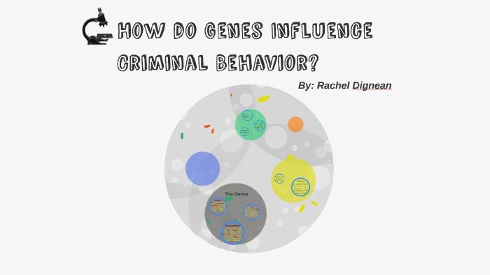 How do Genes Influence Criminal Behavior? by Rachel Dignean on Prezi