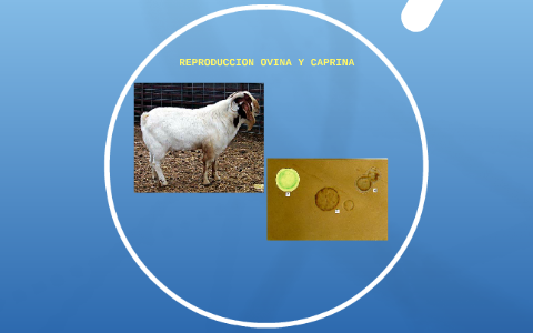 REPRODUCCION OVINA Y CAPRINA by FELIPE BURBANO on Prezi