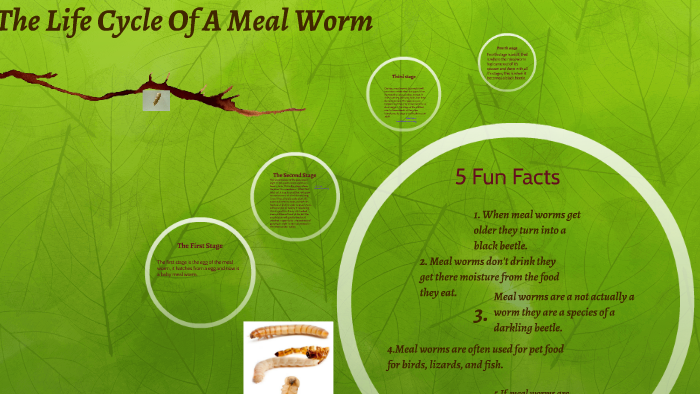 The Life Cycle Of A Meal Worm by kennedy purk on Prezi