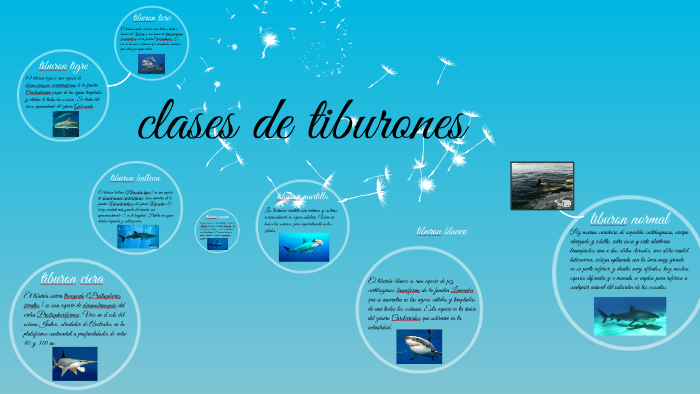 clases de tiburones by juan david cruz on Prezi