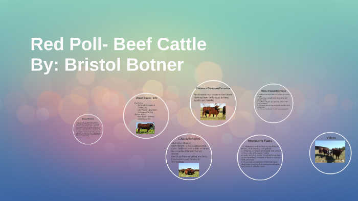 Red Poll- Beef Cattle by Bristol Botner on Prezi