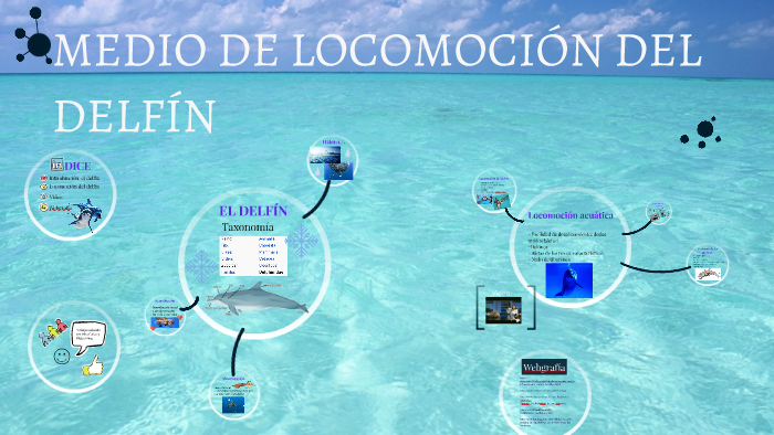 Medio de locomoción del delfín by on Prezi
