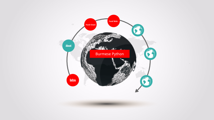 Invasive Species (Burmese Python) by Daphne Pistello on Prezi