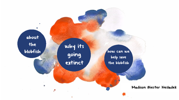 what would happen if the blob fish went extinct by Madison ...