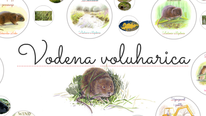 Vodena voluharica by Aleksandra Avdic on Prezi