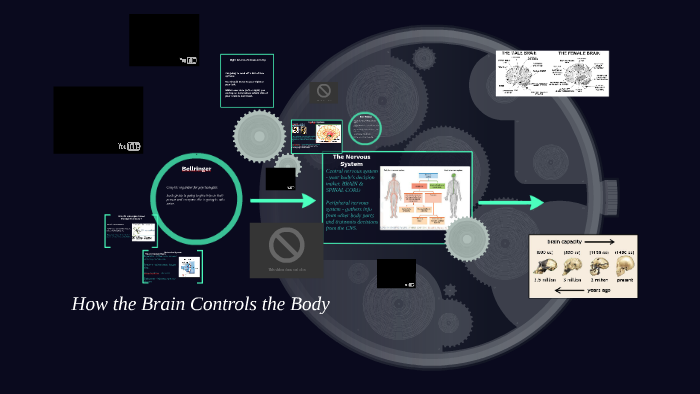 How the Brain Controls the Body by Rachael Brown on Prezi