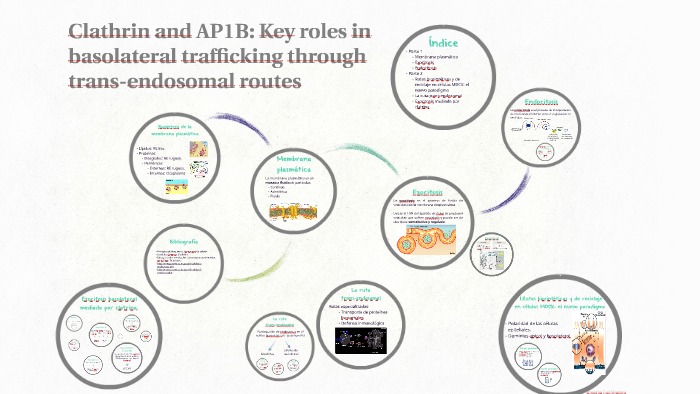 Clathrin and AP1B: Key roles in basolateral trafficking thro by Laura