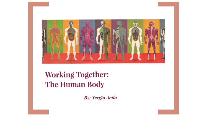 Working Together: The Human Body by Sergio Avila on Prezi