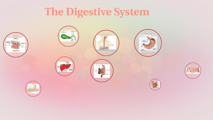 Digestive System by Brant Coffey on Prezi