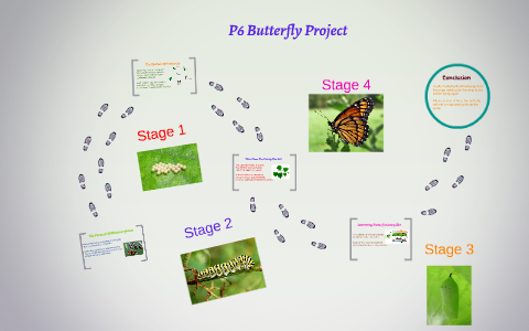 The Process Of Metamorphosis by Fion Sim on Prezi