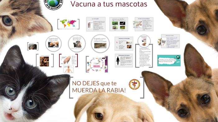 Qué es la rabia? by Diana Sofia on Prezi