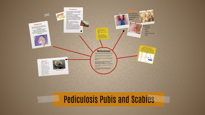 Pediculosis Pubis and Scabies by Mariah Becker on Prezi