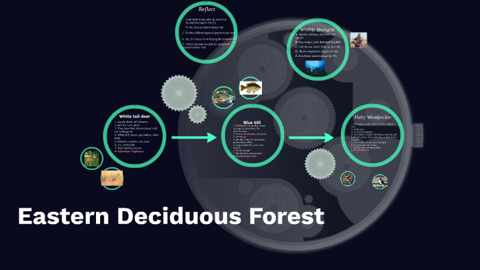Eastern Deciduous Forest by Cooper Pierce on Prezi