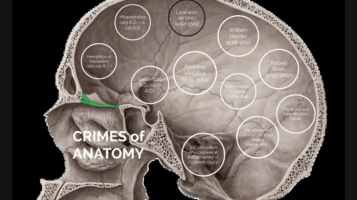 History of Anatomy Timeline by Stacee Ponce on Prezi
