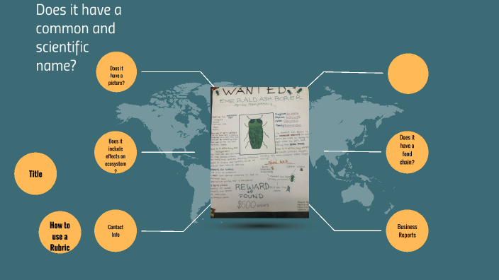 Invasive Species Wanted Poster by kevin conroy on Prezi
