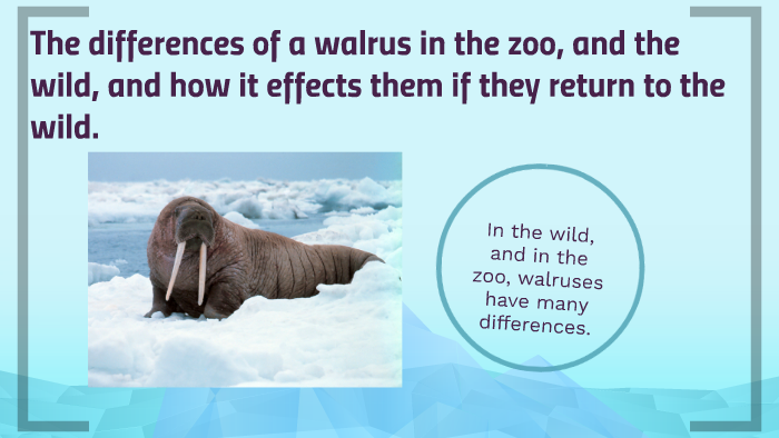 The different behavioral habbits of a walrus in the zoo, and by Sam ...