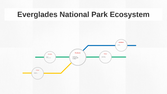 Everglades National Park Ecosystem by Tristin Bernard on Prezi