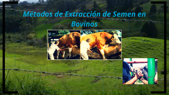 Métodos de Extracción de Semen en Bovinos by Ingrid Saldaña on Prezi