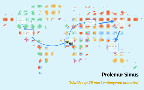 Prolemur Simus by kyra gill on Prezi