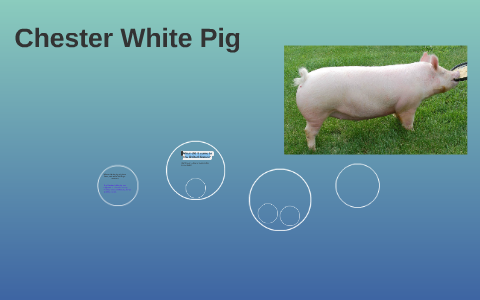 Chester White Pig by daniela Cisneros on Prezi