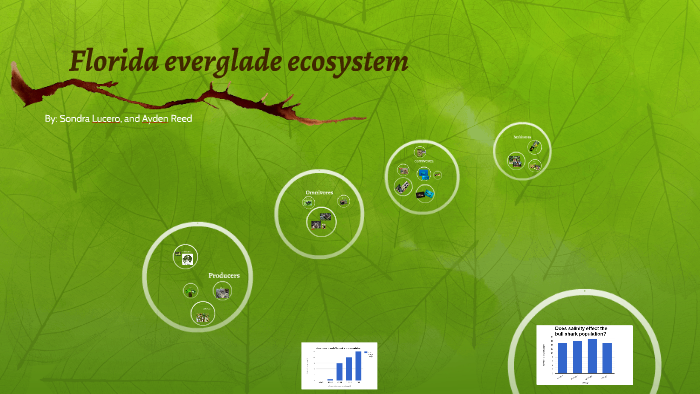 Florida everglades ecosystem by Ayden Reed on Prezi