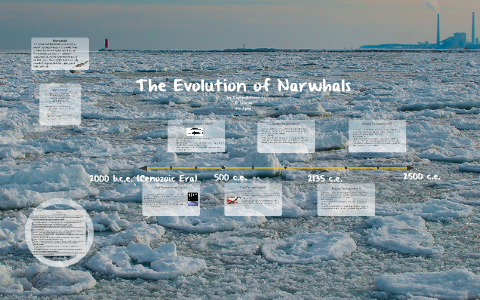 The Evolution of Narwhals by Stephanie Moon on Prezi