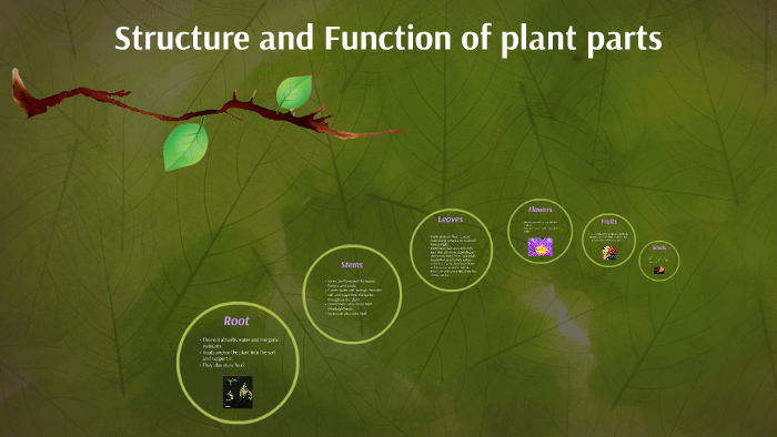 Structure and Function of plant parts by Nicole Stafford on Prezi