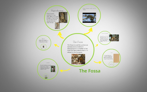 THe Fossa by John Dowst on Prezi