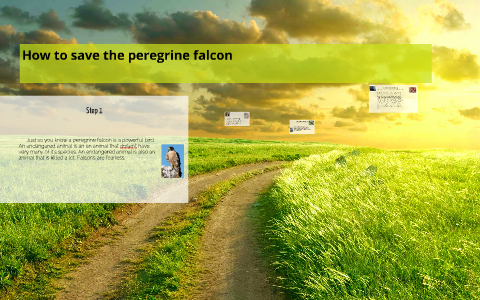 How to save the peregrine falcon by Erin Meng on Prezi