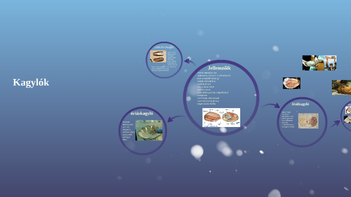 Kagylók by Fekete Éva on Prezi