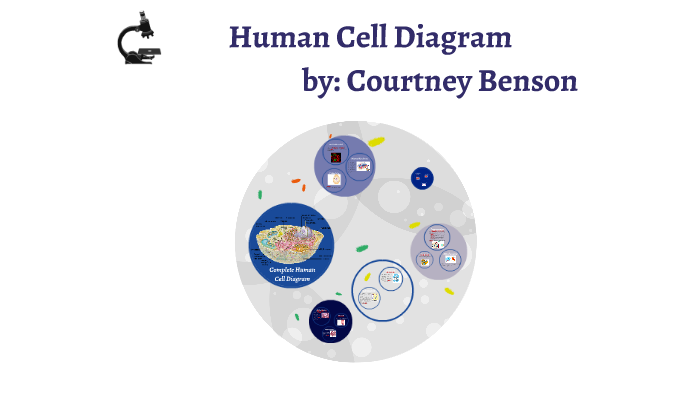 Human Cell Diagram by Courtney Benson on Prezi