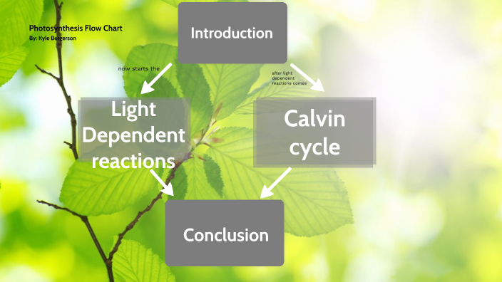 Photosynthesis Flow Chart by Kyle Bergerson on Prezi