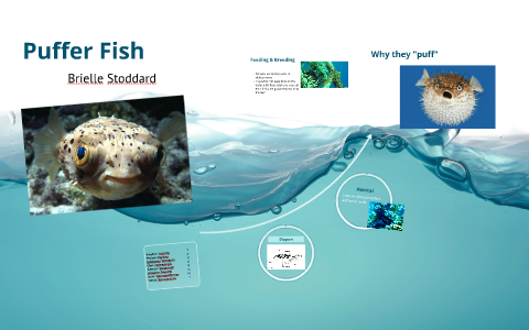 Puffer Fish by Brielle Stoddard on Prezi