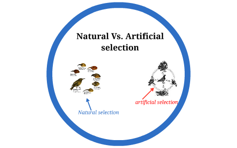 Natural Vs. Artificial selection by braden folmar on Prezi