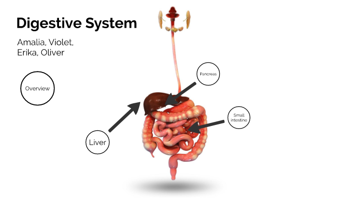 Digestive system presesntation by Amalia Heron on Prezi