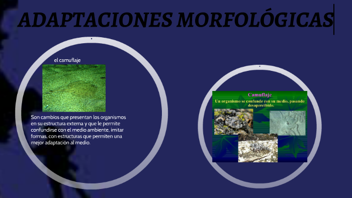 ADAPTACIONES MORFOLOGICAS by camila cossio bolivar on Prezi